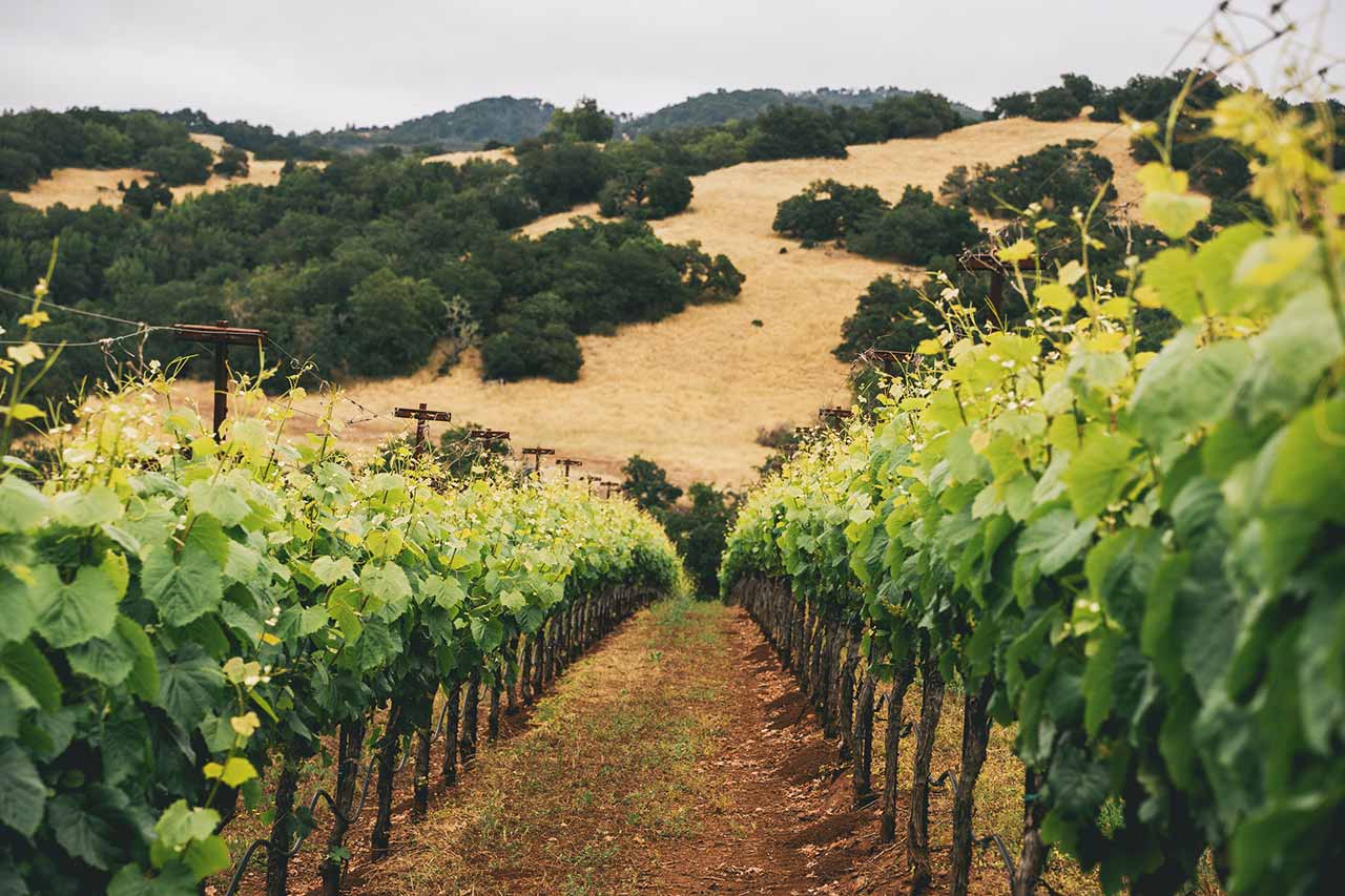 Wildwood Vineyard - Turks Head Wines