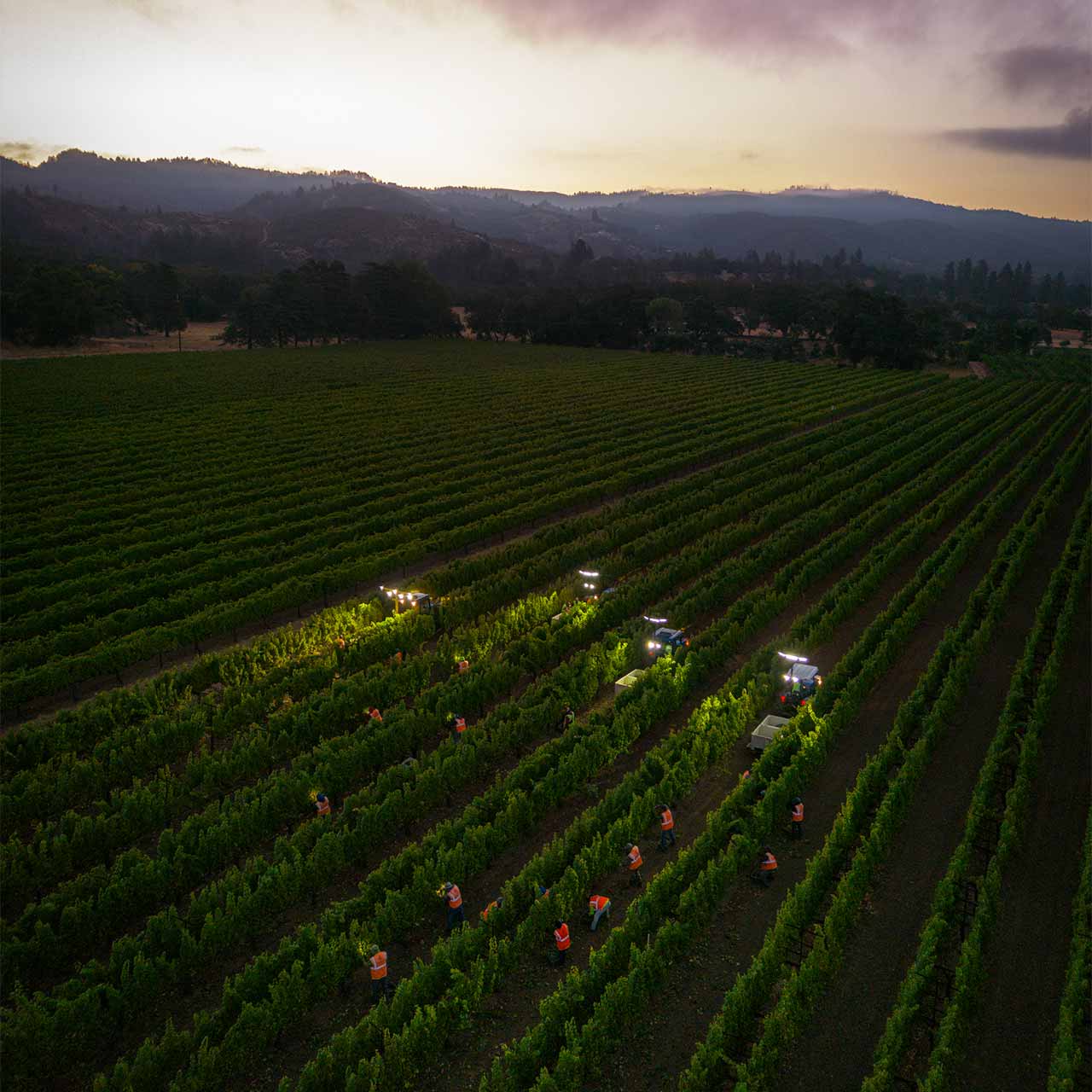 Our Hands-On Winemaking Process - Turks Head Wines