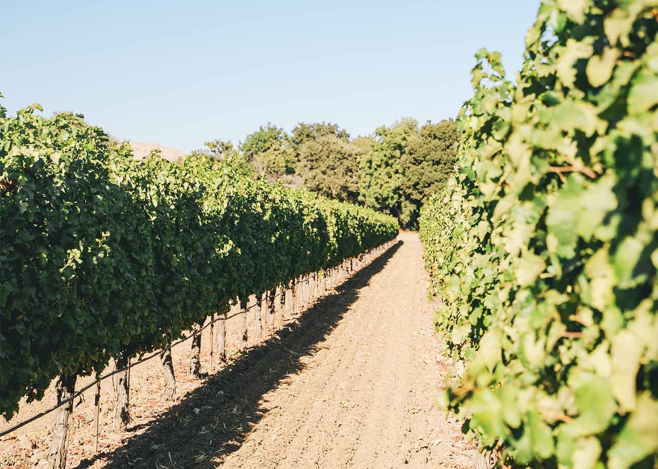 Wooden Valley Vineyard - Turks Head Wines